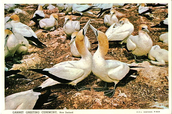 Gannets - New Zealand Postcard Society