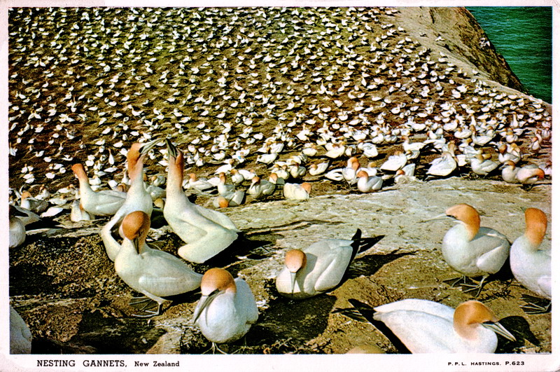 Gannets - New Zealand Postcard Society